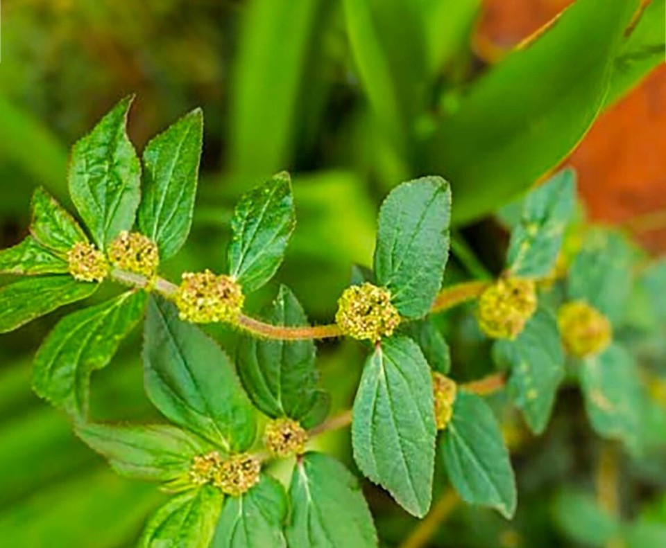 Euphorbia Hirta, (ou le denbasinjin en Bambara): Un trésor médicinal